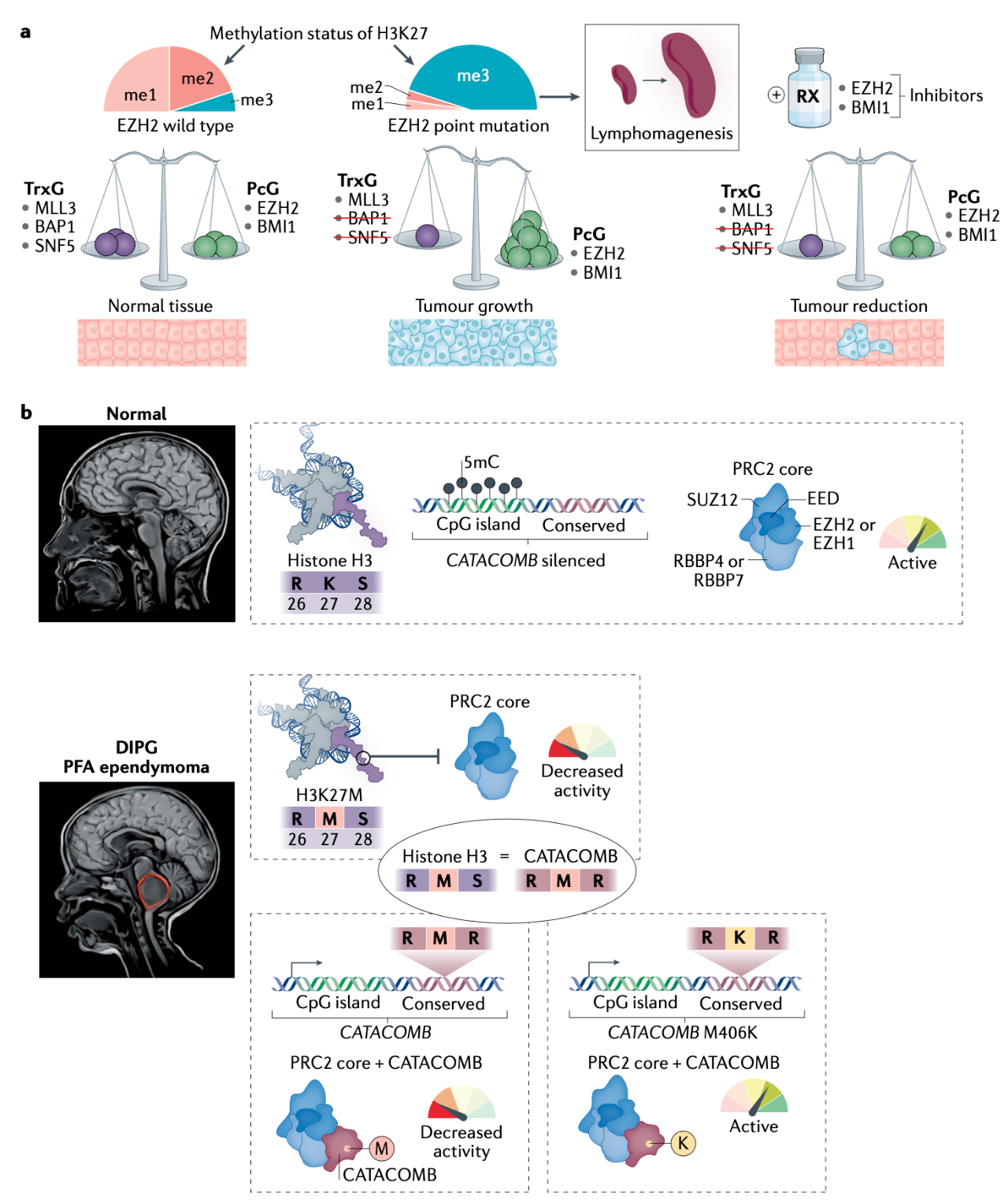 Nat Rev |PcG基因家族在发育和癌症中的作用 - 知乎