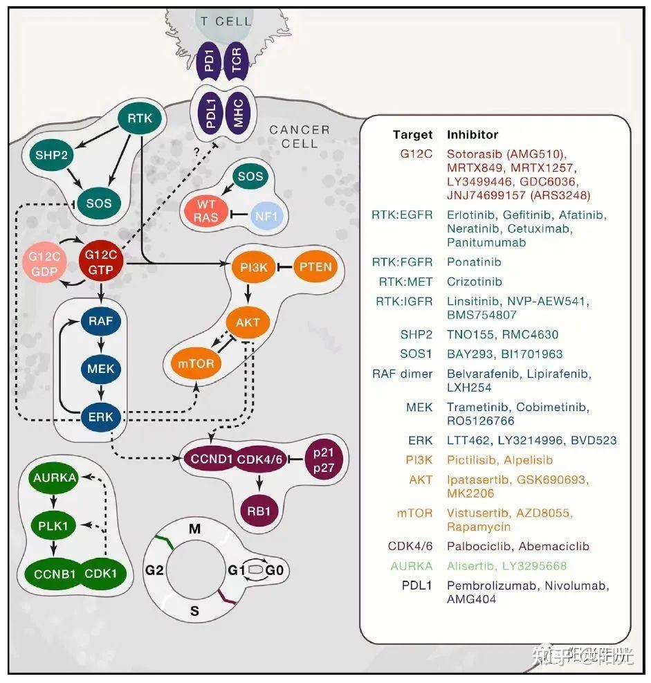【干货】KRAS突变治疗总结 - 知乎