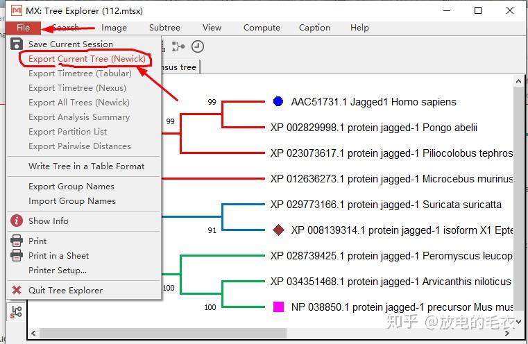MEGA在分子进化树方面的应用 - 知乎