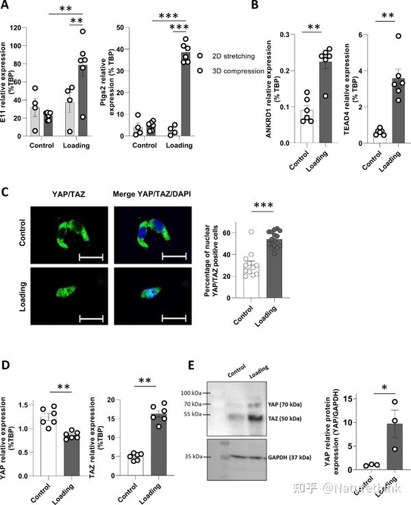机械负荷激活 MLO-Y4 骨样细胞系中的 YAP/TAZ 信号通路和趋化因子表达 - 知乎