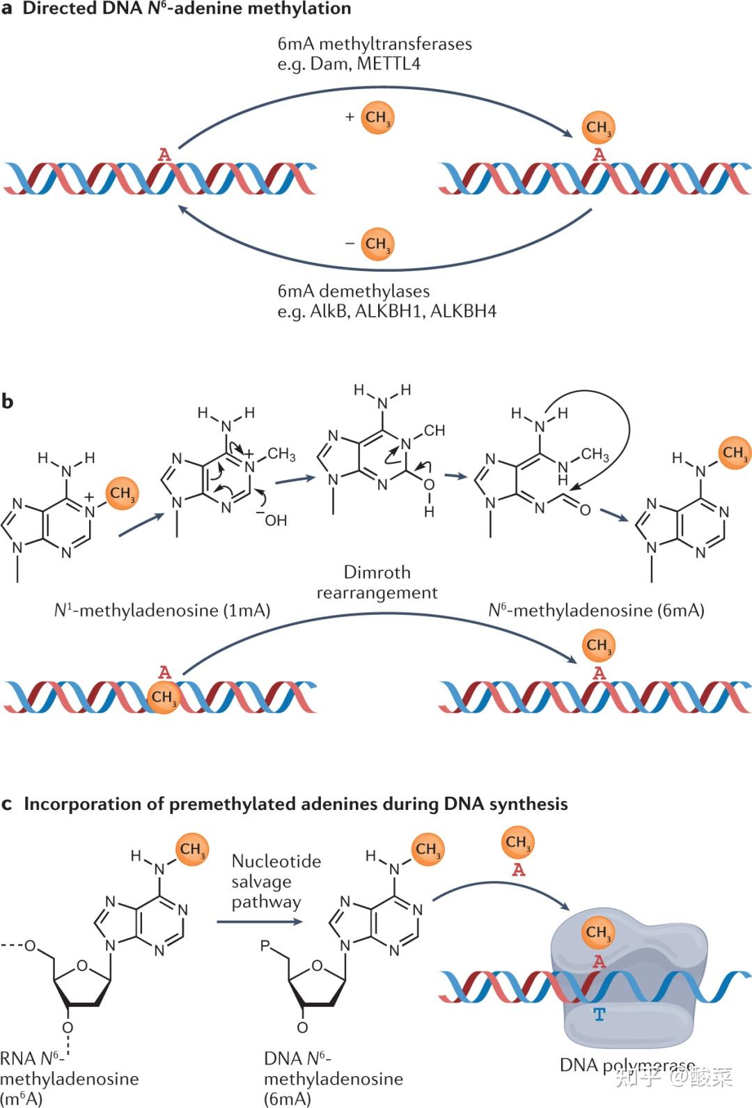 这篇来自59分Nautre子刊的重磅综述为你揭秘6mA的前世今生！ - 知乎