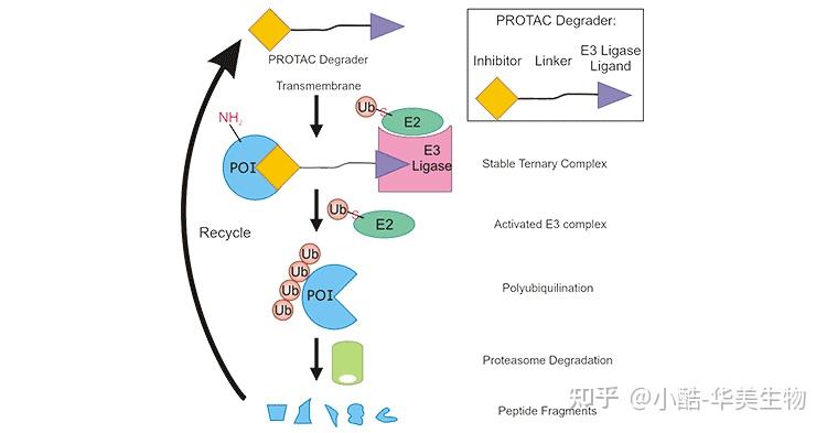靶向蛋白降解技术“PROTAC”：“革命性”的靶向策略，重定义小分子药物！ - 知乎