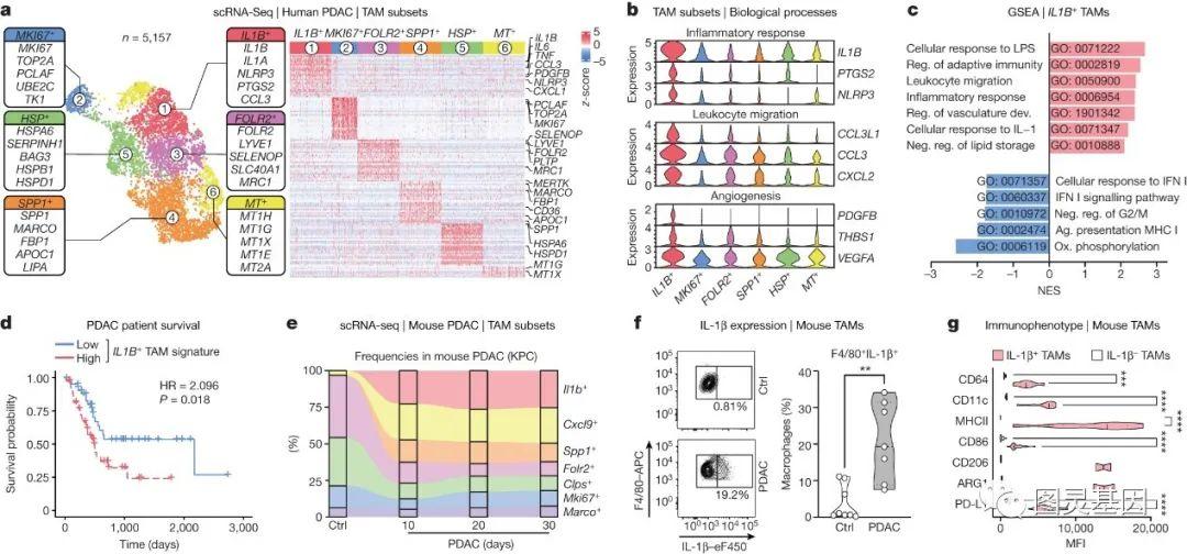 Nature | 肿瘤相关巨噬细胞正反馈促胰腺癌新环路 - 知乎