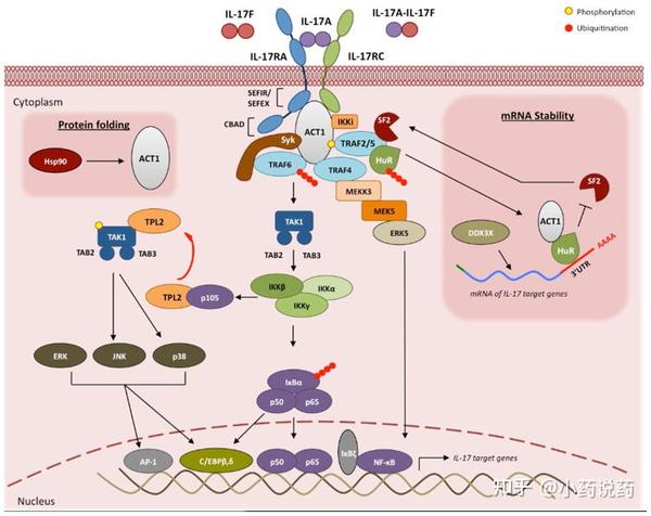 自免明星靶点IL-17：从发现到靶向治疗 - 知乎