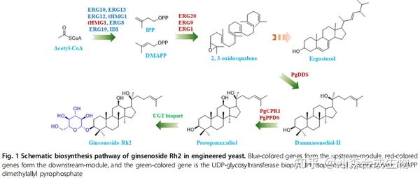 合成生物高效制造人参皂苷Rh2 - 知乎
