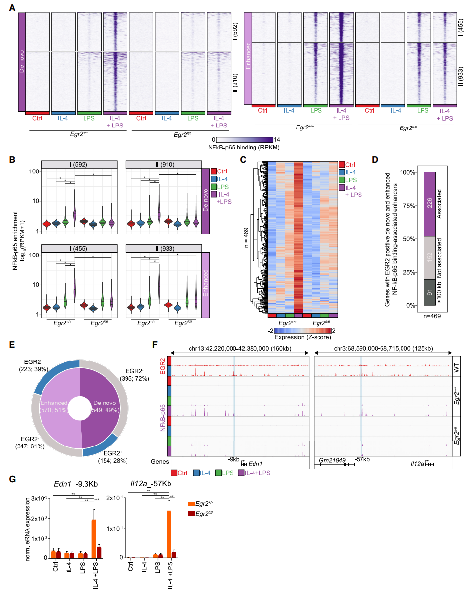免疫学顶刊Immunity丨IL-4 极化巨噬细胞的表观遗传状态使对 TLR 配体的协同反应延长 - 知乎
