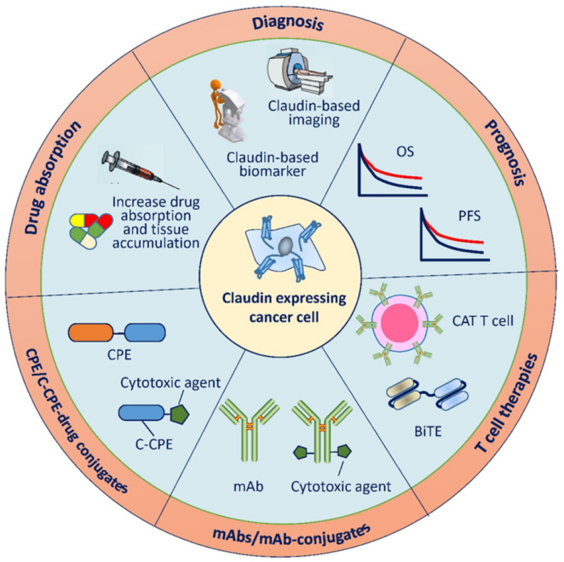 什么是Claudin家族？ - 知乎
