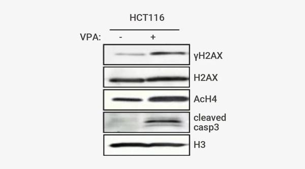 细胞衰老标志物及检测方法! | MedChemExpress - 知乎