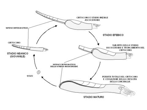 “恋之深海”漫游指南（目录） - 知乎