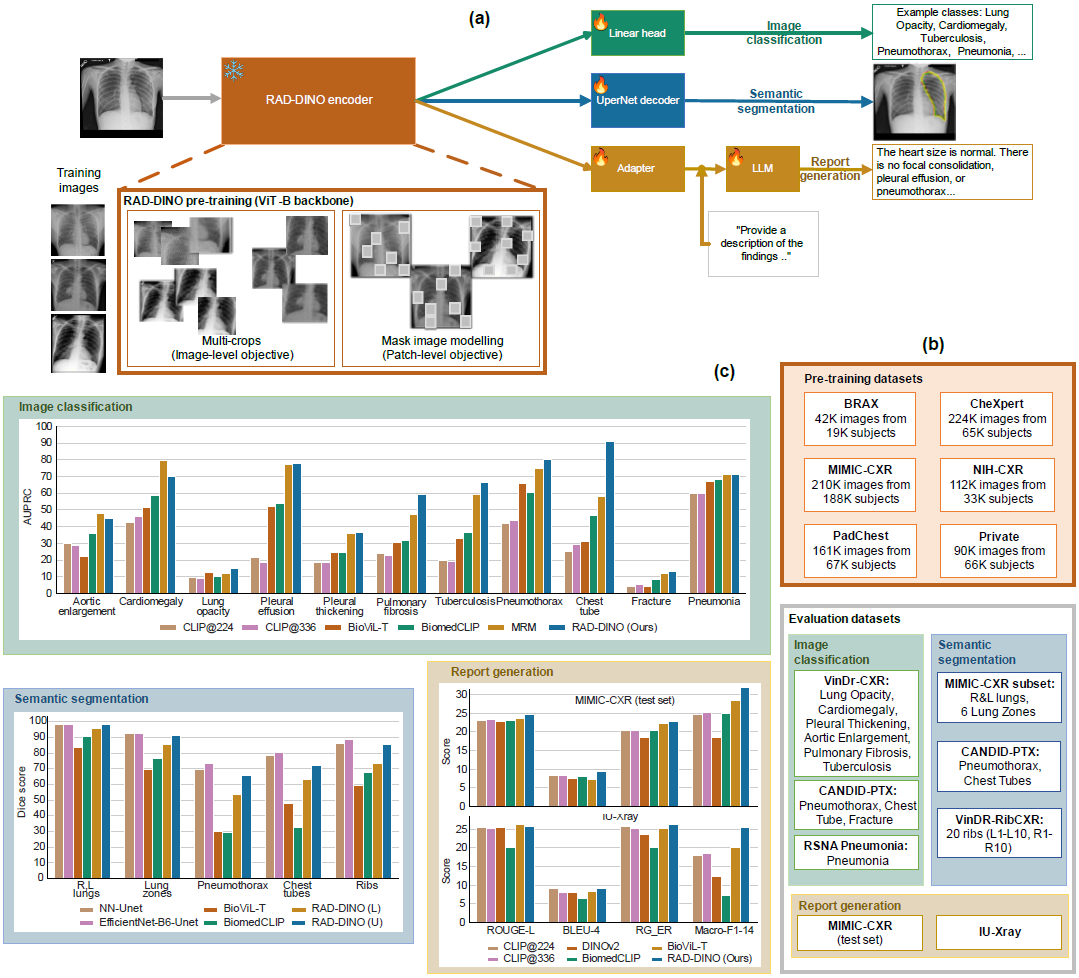 （2025|Nature Machine Intelligence|微软&剑桥，医疗影像编码器、RAD-DINO、自监督学习） - 知乎