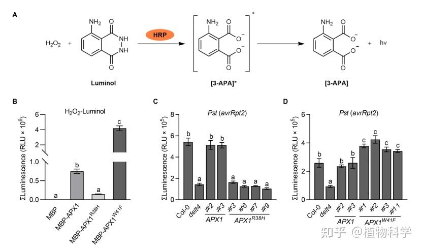 Plant Physiology | 浙江大学梁岩教授课题组揭示APX1通过催化鲁米诺化学发光监测胞内活性氧迸发动态 - 知乎