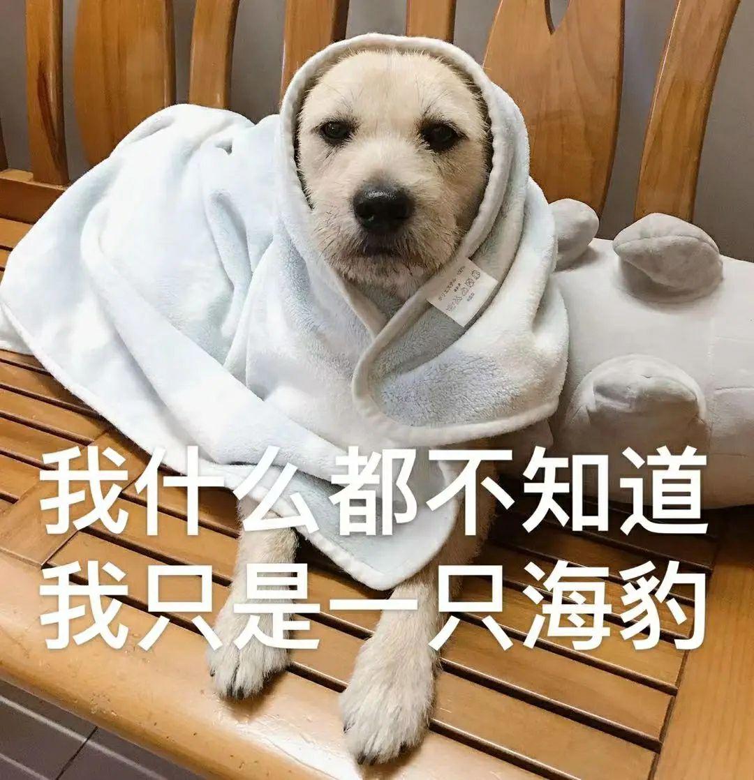 再分享一些狗狗表情包(›´ω`‹ ) - 知乎