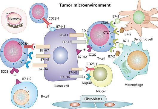 VSIG4：B7家族共刺激分子，补体系统或肿瘤药开发创新靶点！ - 知乎