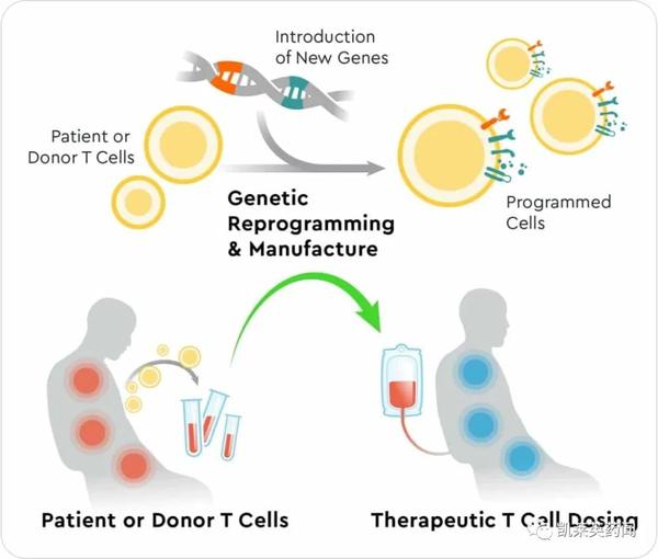 首个治疗狼疮肾炎的CAR-T获批临床！Kyverna的KYV-101迎里程碑进展 - 知乎