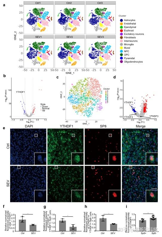 干货：m6A RNA甲基化MeRIP-seq测序分析实验全流程解析 - 深圳市易基因科技 - 博客园
