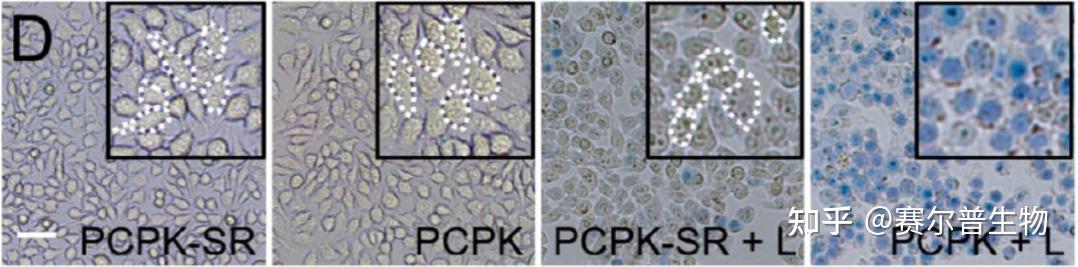 盘点：科研实验中常见7种细胞增殖检测方法 - 知乎
