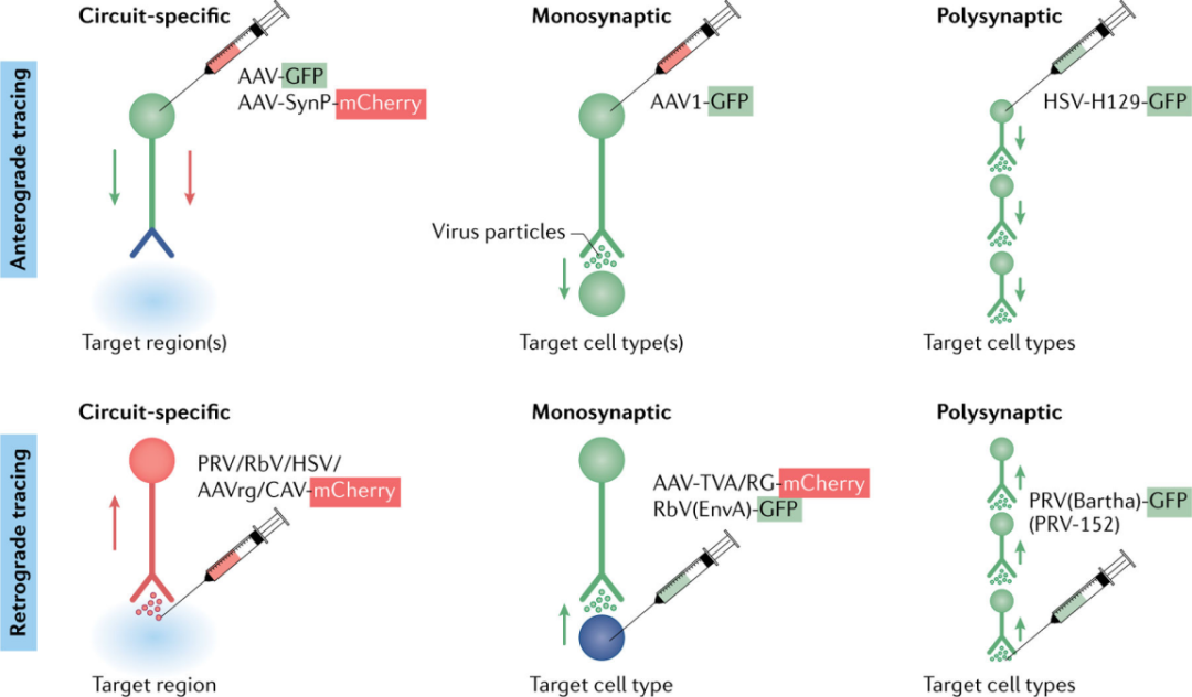 Nat Rev Neurosci综述 | 神经科学中的病毒工具：从原理到应用 - 知乎