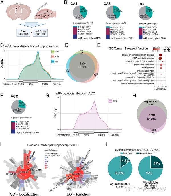易基因-MeRIP-seq揭示衰老和神经变性过程中m6A RNA甲基化修饰的保守下调机制 - 知乎