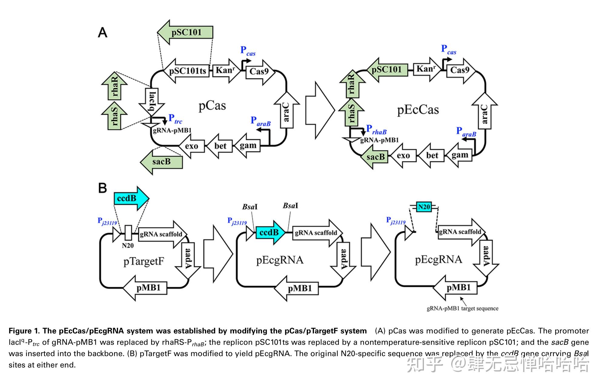 CRISPR Cas9 技术在大肠杆菌中的应用pCas/pTargetF system vs. pEcCas/pEcgRNA - 知乎