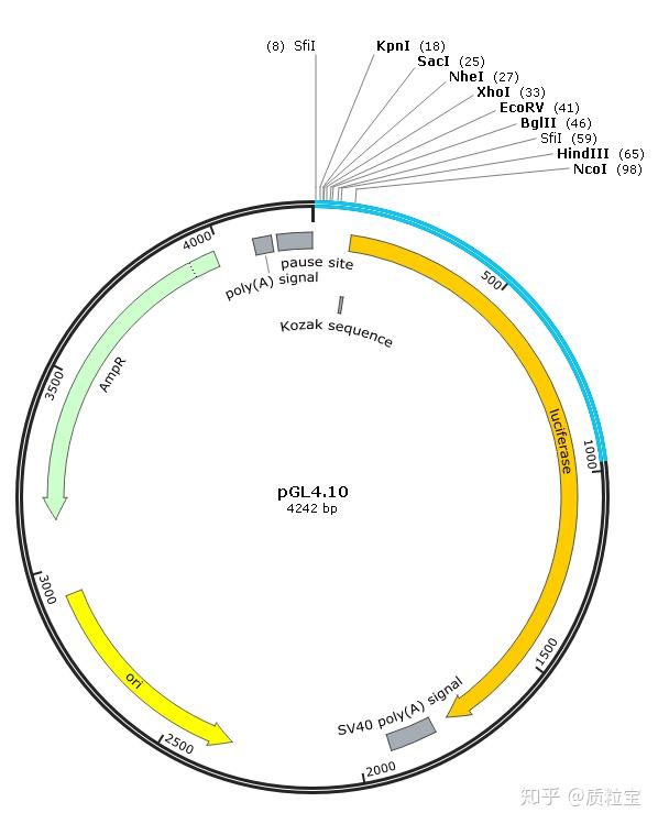 双荧光素酶报告基因 - 知乎