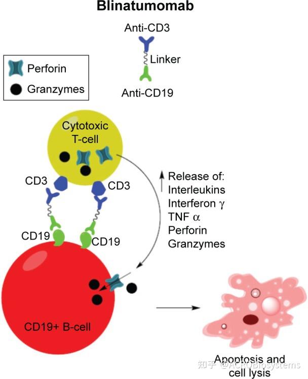CD3不同亚基的生物学功能及临床应用 - 知乎
