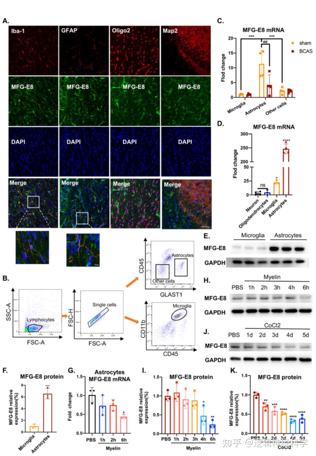 Neurosci Bull︱南京大学徐运/陈妍团队揭示MFG-E8通过吞噬髓鞘碎片改善慢性脑缺血相关认知障碍 - 知乎
