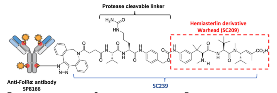 首款FRα ADC上市一年销量超2亿美元，FRα ADC进展如何？ - 知乎