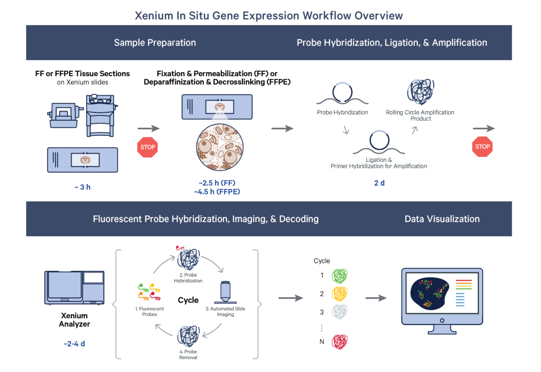什么，你还没用上Xenium？快来看看最近大热的【Xenium空间原位分析】 - 知乎