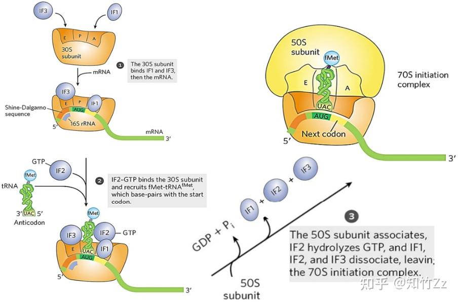 体内蛋白质的合成过程有哪些关键步骤？ - 知乎