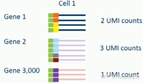一文了解单细胞RNA测序原理 - 知乎