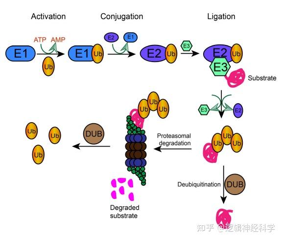 Cell Prolif 综述︱西北农林科技大学华进联团队提出UCHL1在哺乳动物卵母细胞成熟及精子发生中是一把双刃剑 - 知乎