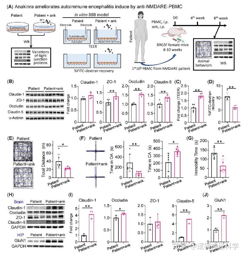 JNI︱邱伟/王杰/刘晓东团队合作首次构建人源化抗NMDAR脑炎模型并揭示发病机制及治疗靶点 - 知乎