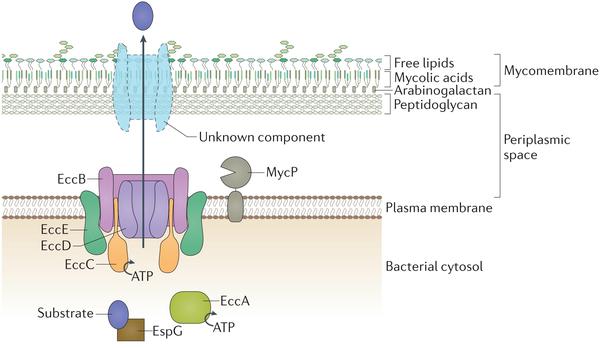 细菌的分泌系统 - 知乎