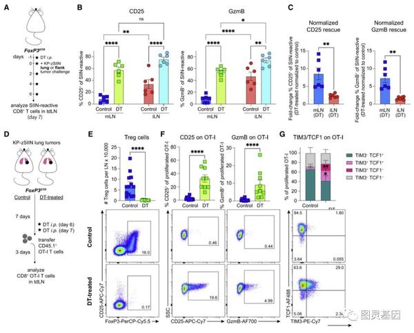 Immunity ｜ IFN-γ的组织特异性丰度驱动T细胞对肺癌的应答功能失调 - 知乎