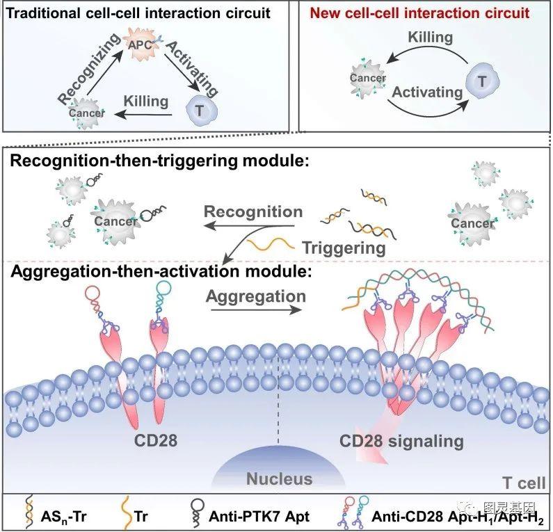 Ang Che Int Ed Engl | 谭蔚泓院士团队优化T细胞靶向杀伤肿瘤 - 知乎