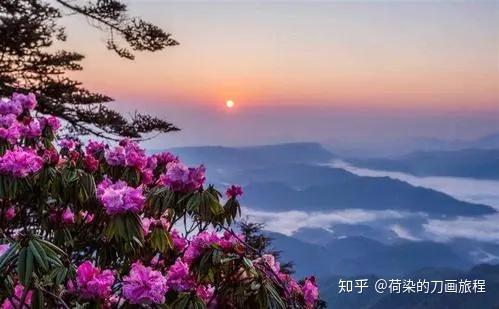 四川高山杜鹃赏花指南，来一场最美的云端邂逅 - 知乎