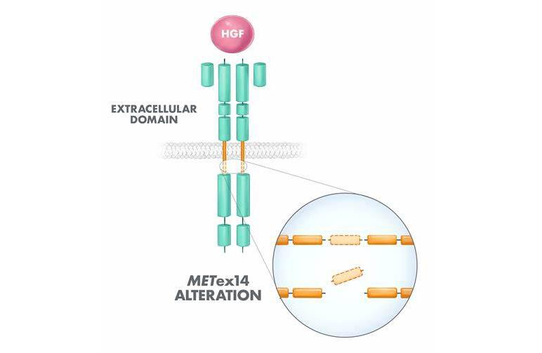 靶向METex14 跳跃突变！非小细胞肺癌新药TEPMETKO(特泊替尼) - 知乎