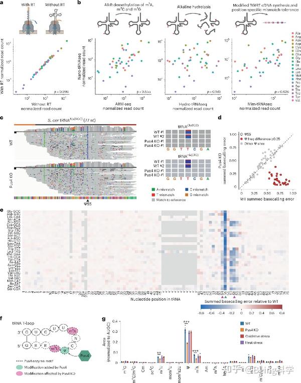技术 | 如何定量分析tRNA的丰度和修饰？纳米孔RNA-seq大展身手！ - 知乎