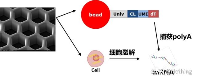 单细胞测序系统：BD Rhapsody，10X Genomics - 知乎