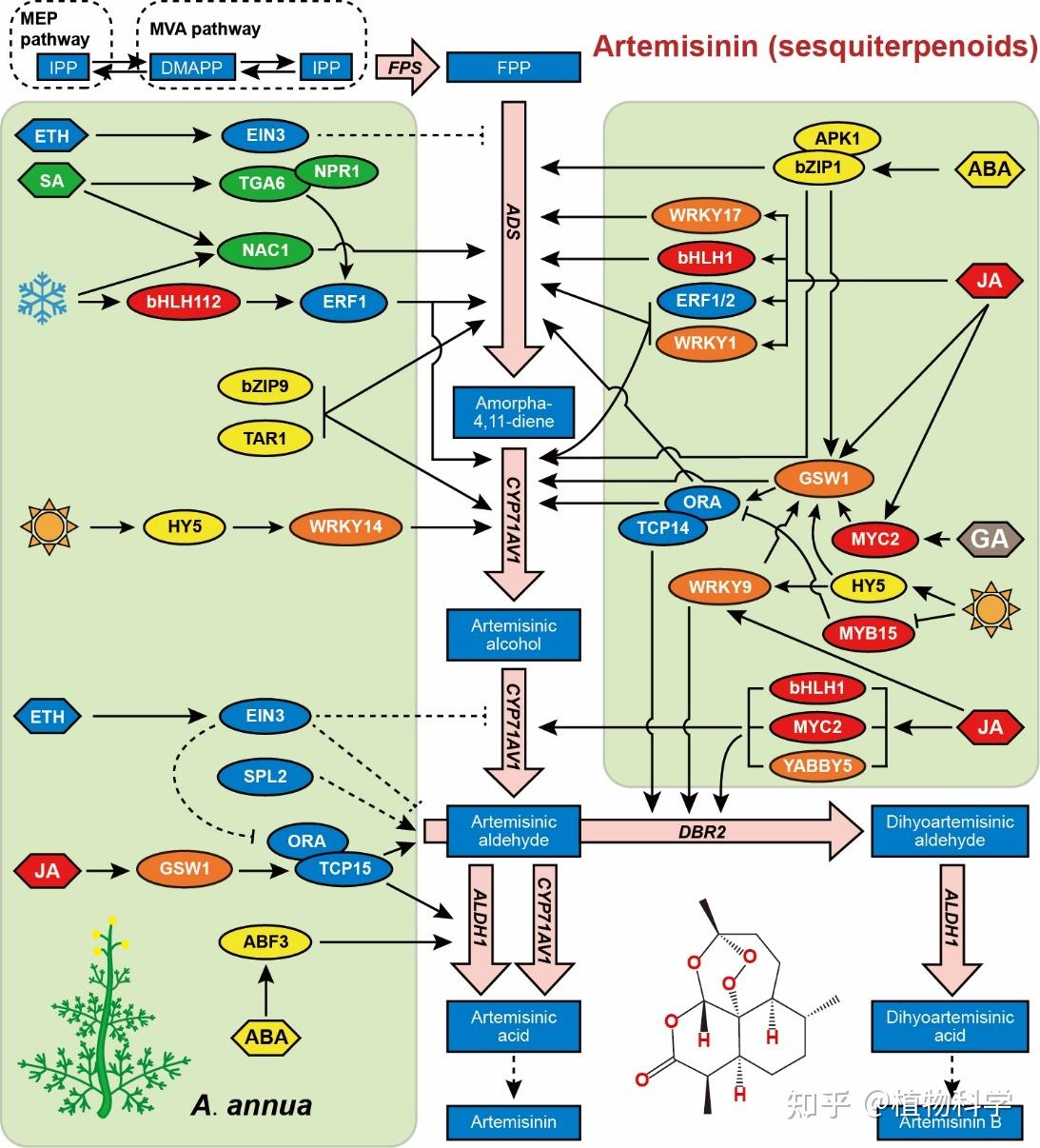 Trends in Plant Science | 上海交通大学唐克轩教授团队联合中国中医科学院黄璐琦院士团队在药用植物转录调控领域发表重要 ...