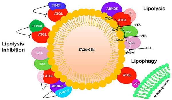 甘油三酯的分解代谢以及脂解的多种功能 - 知乎