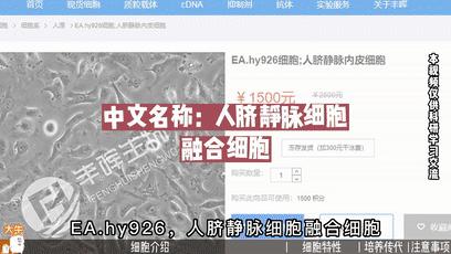 EA.hy926细胞培养，人脐静脉细胞融合细胞培养攻略 - 丰晖生物 - 知乎
