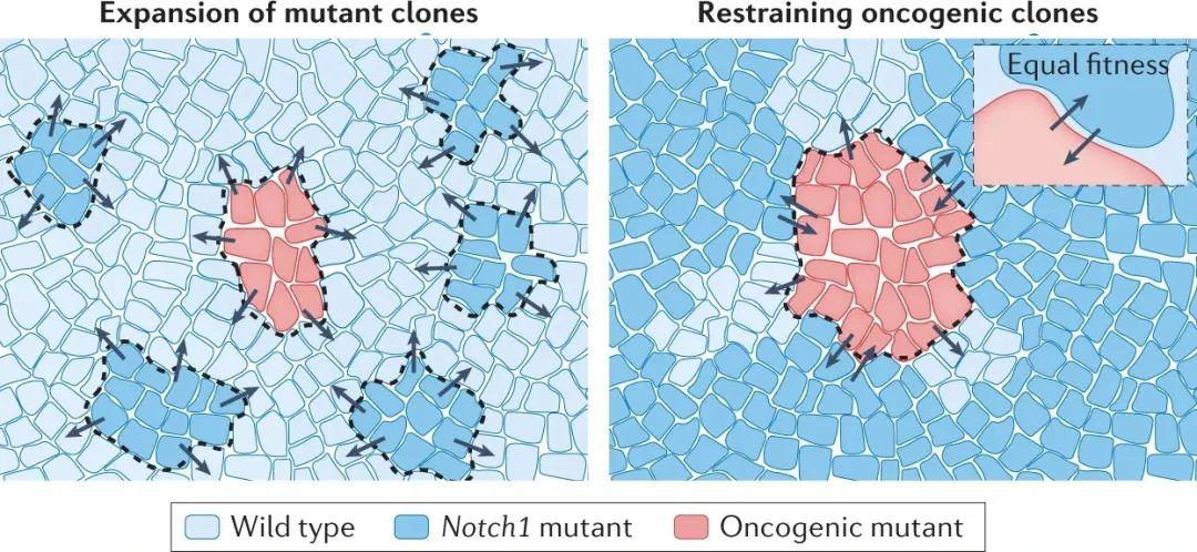 Nat Rev | 细胞竞争机制为癌症治疗提供线索 - 知乎