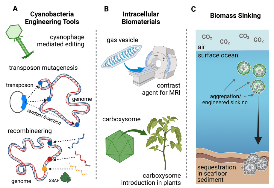 Materials Today Bio | 结合合成生物学开发基于蓝藻的新生物材料的进展与展望 - 知乎