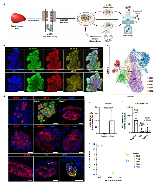 Nat Cell Bio | 单细胞图谱揭示肝细胞发育分化路径 - 知乎