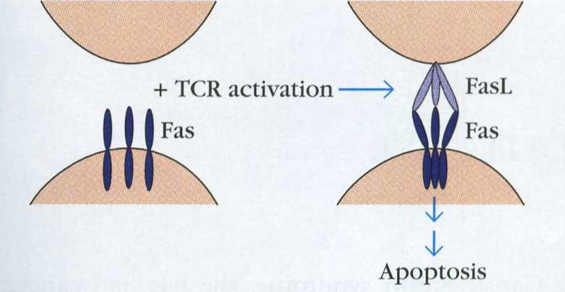 喵妈，小喵是不是吃得太饱了 | 自身免疫性淋巴增生综合征 - 知乎