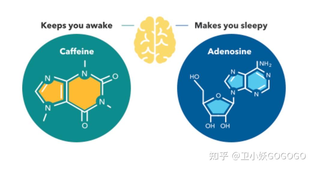 为什么有些人喝咖啡能提神，有些人依旧犯困？ - 知乎