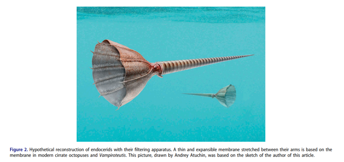 头足纲小传（31）成神之日：内角石目 - 知乎