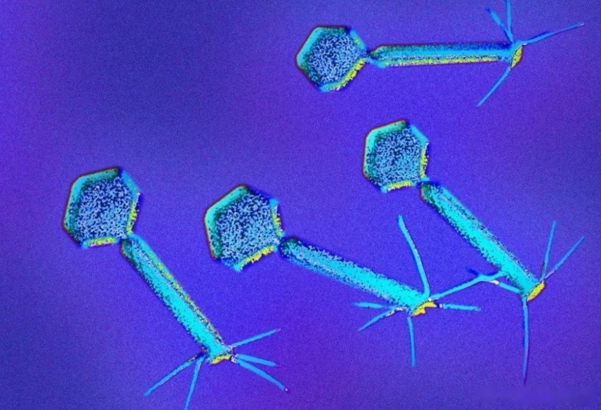 ΦX174噬菌体编码蛋白抗生素的机制 - 知乎