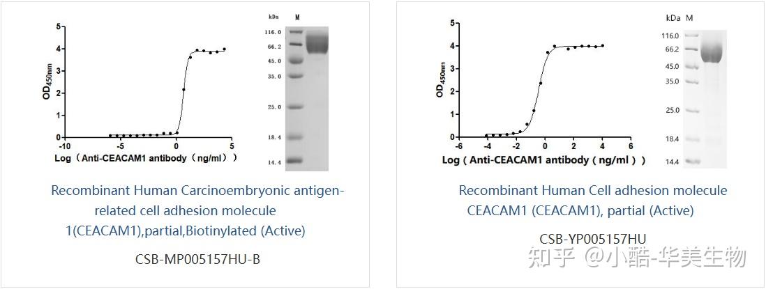 CEACAM1：多功能细胞黏附分子，肿瘤与免疫调控研究新靶点 - 知乎